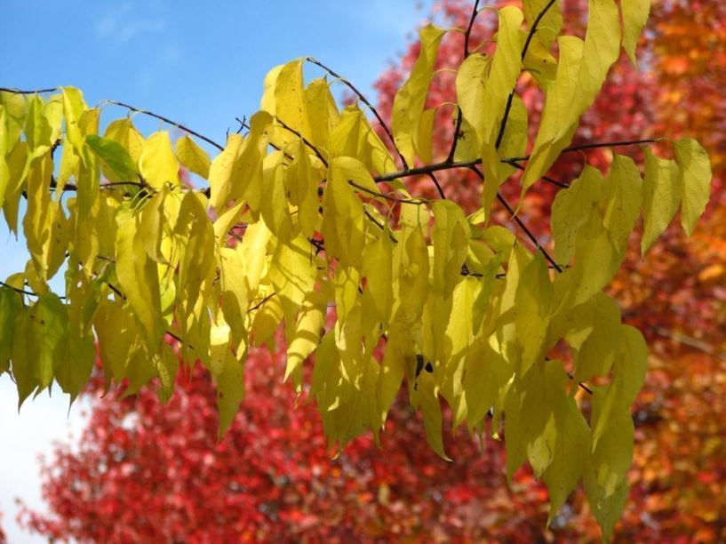 Celtis laevigata - sugar hackberry, sugarberry, southern hackberry ...