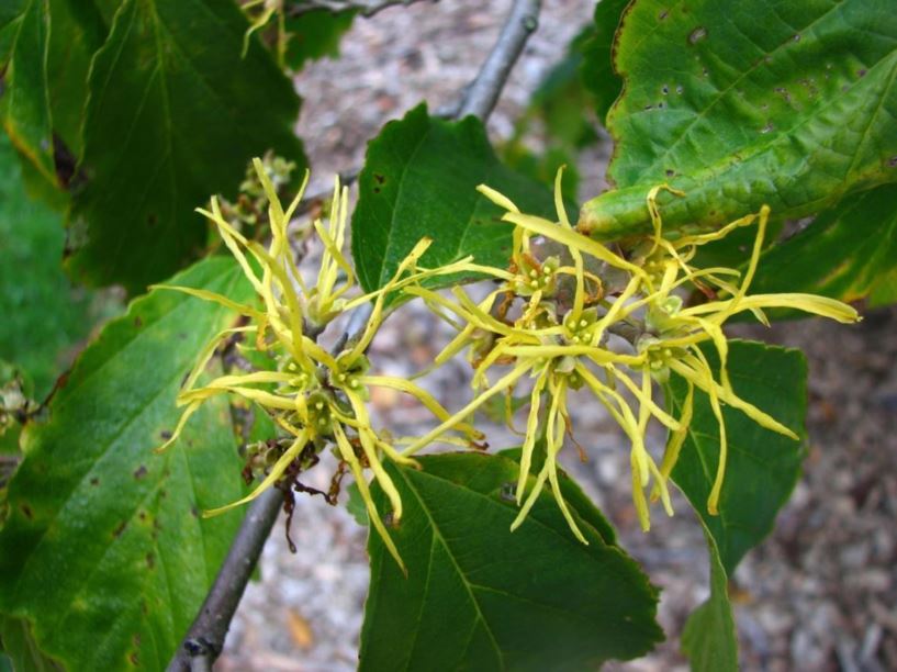 Hamamelis virginiana - common witch-hazel | The Dawes Arboretum