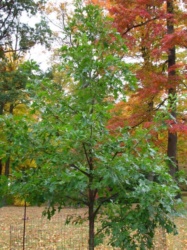 Quercus lyrata - overcup oak | The Dawes Arboretum