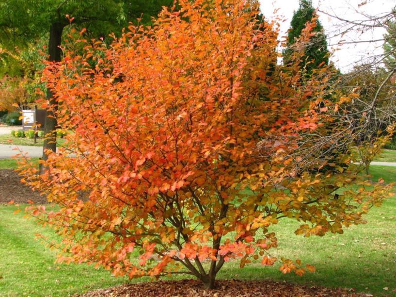 Hamamelis vernalis 'Girard Purple' - Girard Purple vernal witch-hazel ...