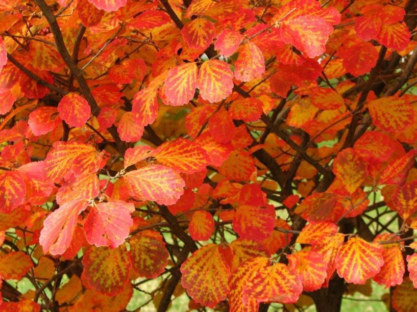 Hamamelis vernalis 'Girard Purple' - Girard Purple vernal witch-hazel ...