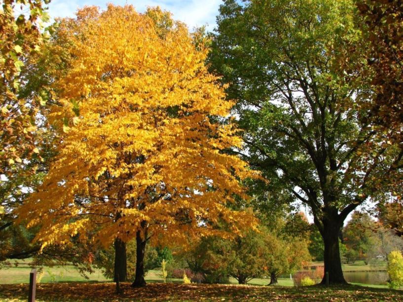 Betula lenta - sweet birch, cherry birch, black birch | The Dawes Arboretum