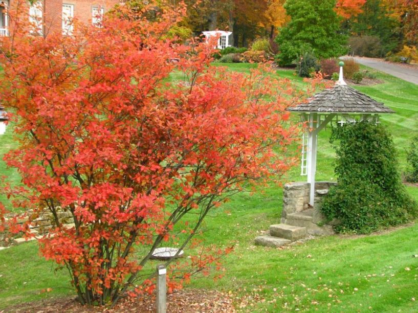 Amelanchier canadensis - shadblow serviceberry, Canadian serviceberry ...