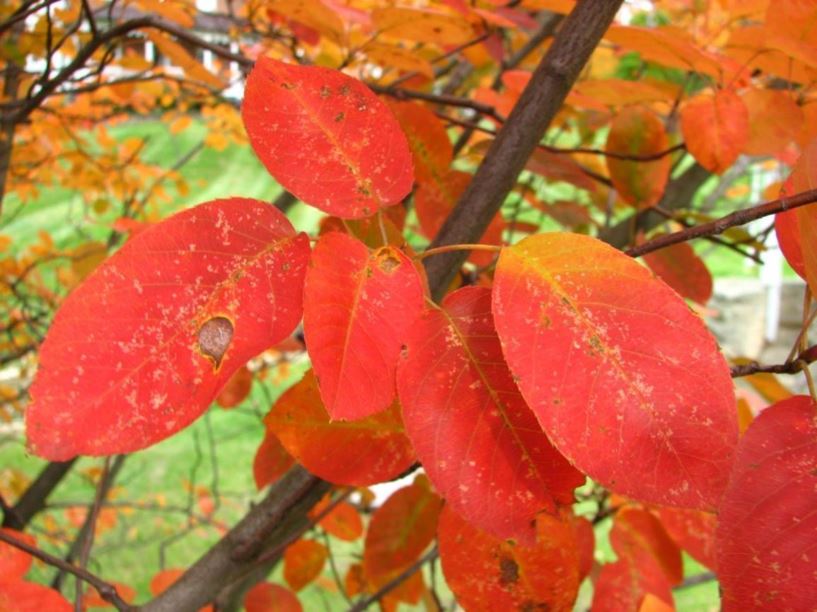 Amelanchier canadensis - shadblow serviceberry, Canadian serviceberry ...