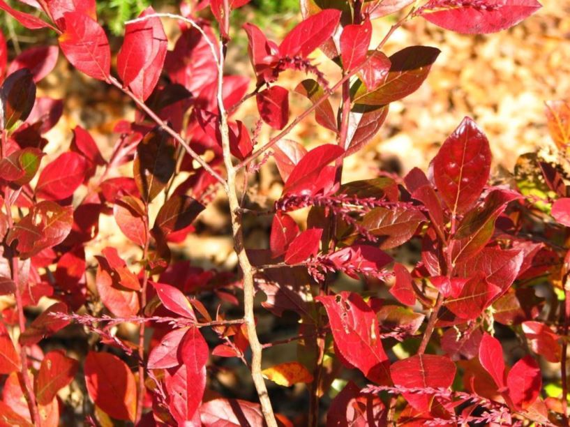 Eubotrys racemosus - sweetbells leucothoe, coastal fetterbush, swamp ...