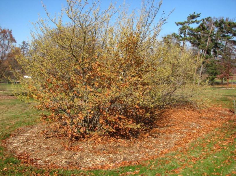 Hamamelis virginiana - common witch-hazel | The Dawes Arboretum