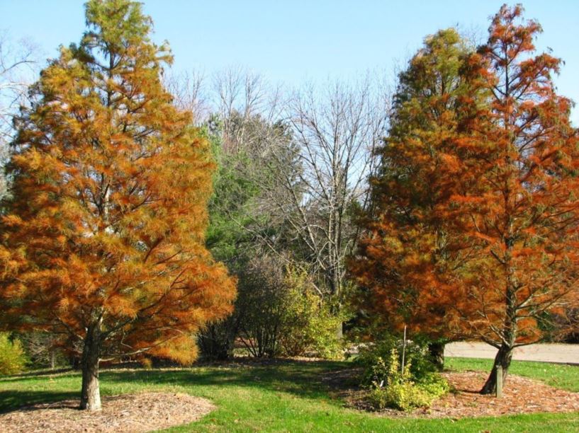 Taxodium ascendens - pond-cypress | The Dawes Arboretum