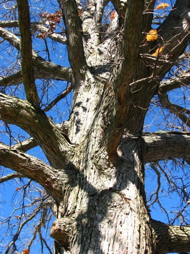 Quercus Bicolor Acorn Common Name Swamp White Oak