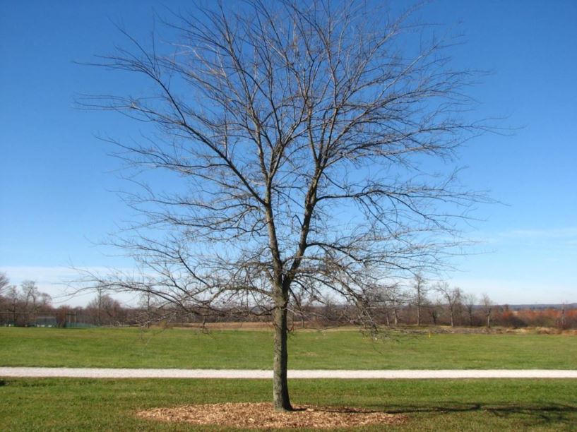 Celtis laevigata - sugar hackberry, sugarberry, southern hackberry ...