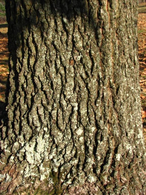 Quercus acutissima - sawtooth oak | The Dawes Arboretum