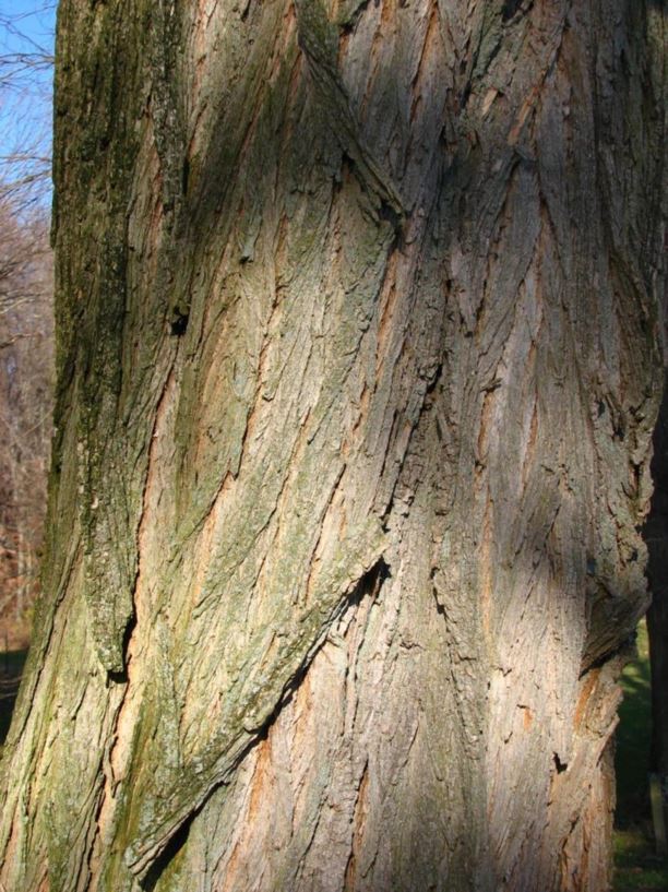 Robinia pseudoacacia - black locust | The Dawes Arboretum