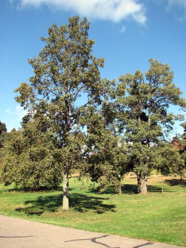 Alnus japonica - Japanese alder | The Dawes Arboretum