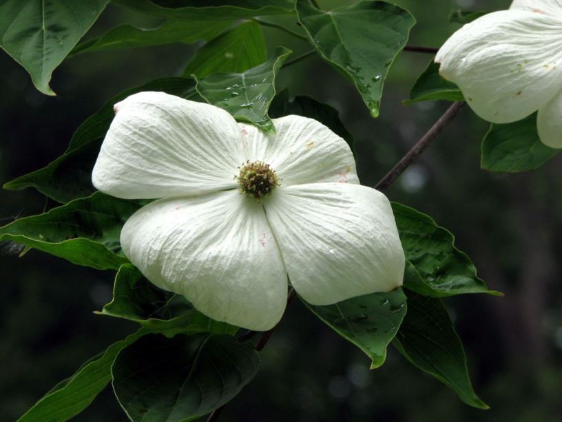 Cornus × rutgersensis 'Rutban' Aurora™ - Aurora™ Rutgers hybrid dogwood ...