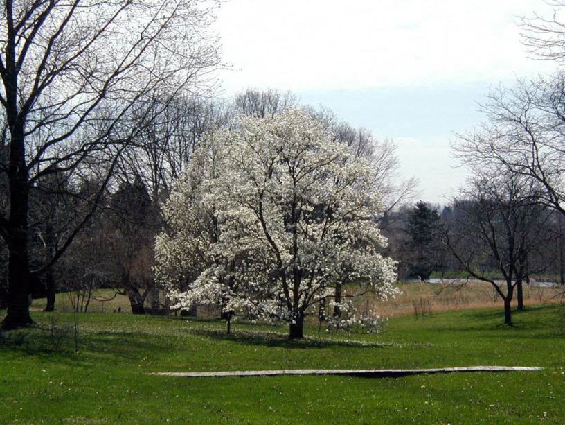 Magnolia × loebneri 'Merrill' - Merrill Loebner magnolia | The Dawes ...