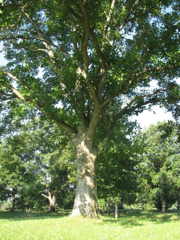 Quercus lyrata - overcup oak | The Dawes Arboretum
