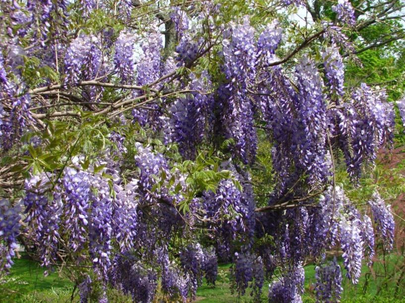 Wisteria frutescens - American wisteria | The Dawes Arboretum