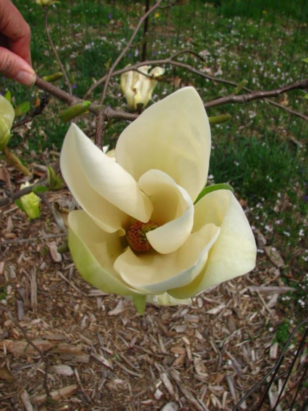 Magnolia 'Limelight' - Limelight magnolia | The Dawes Arboretum