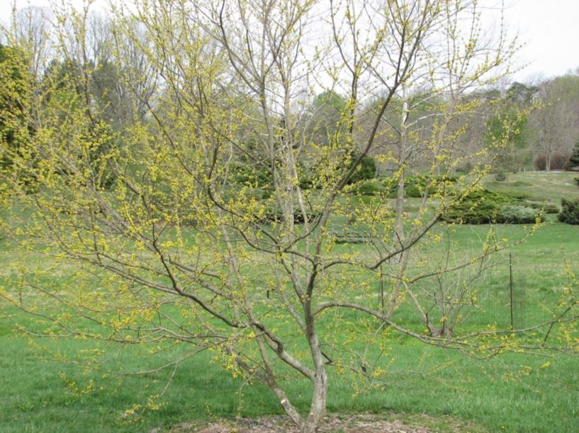Forestiera acuminata - swamp-privet | The Dawes Arboretum