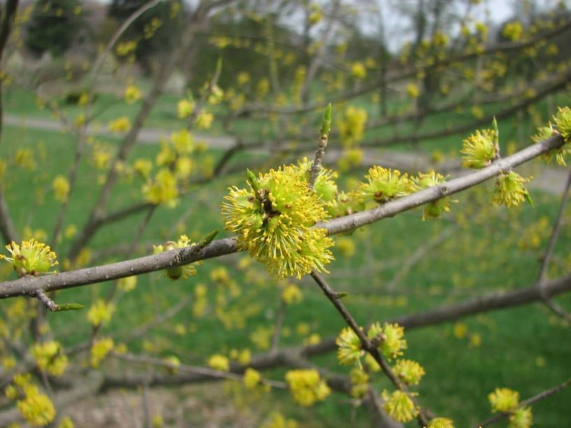 Forestiera acuminata - swamp-privet | The Dawes Arboretum