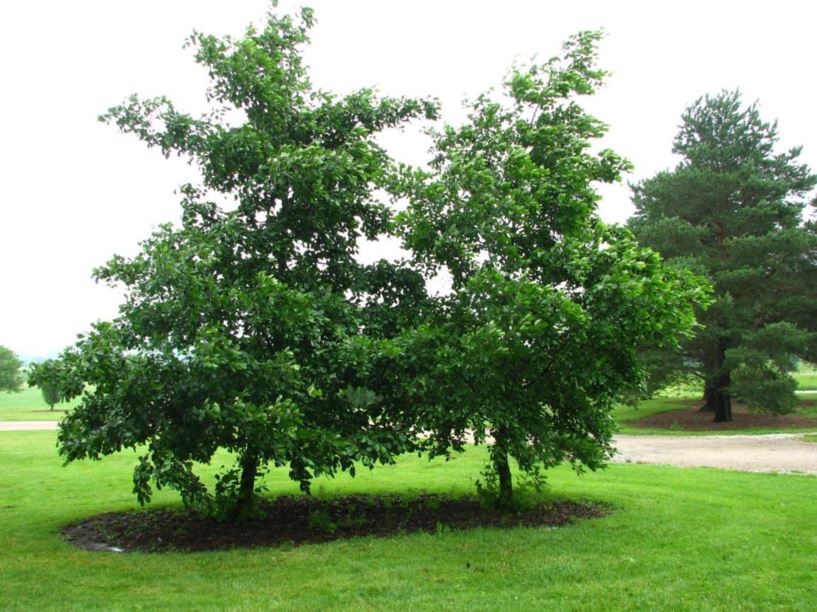 Alnus serrulata - smooth alder, hazel alder, tag alder | The Dawes ...