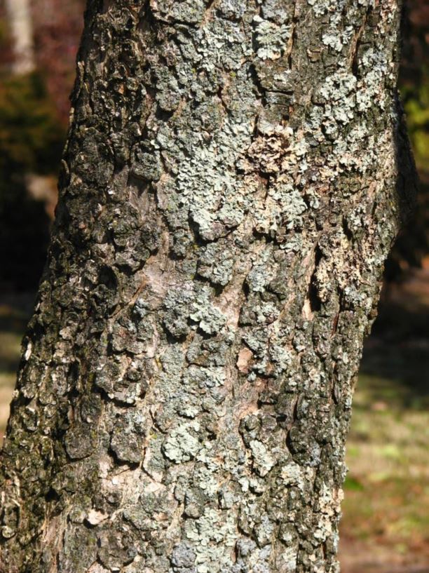 Aesculus pavia - red buckeye | The Dawes Arboretum