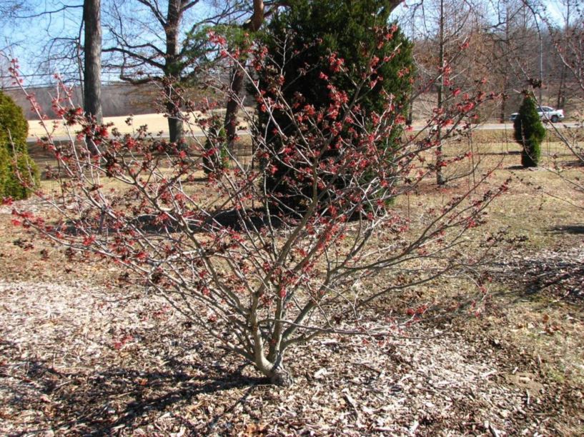 Hamamelis × intermedia 'Diane' - Diane hybrid witch-hazel, New Red ...