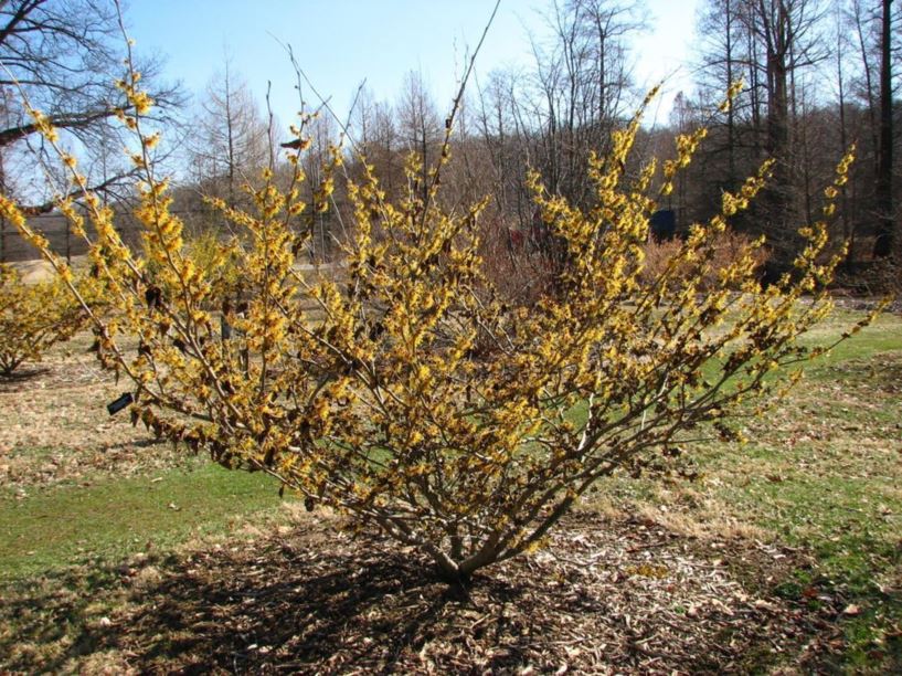 Hamamelis × intermedia 'Orange Beauty' - Orange Beauty hybrid witch ...