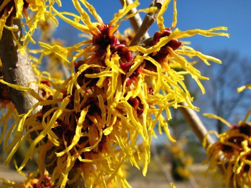 Hamamelis × intermedia 'Orange Beauty' - Orange Beauty hybrid witch ...