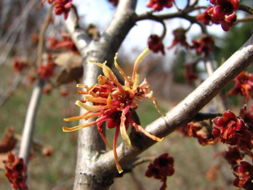 Hamamelis virginiana × H. 'Amethyst' - witch-hazel (hybrid) | The Dawes ...