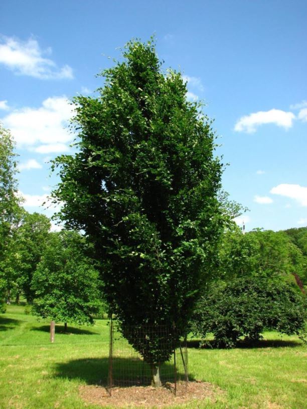 Fagus sylvatica 'Dawyck' - Dawyck European beech | The Dawes Arboretum