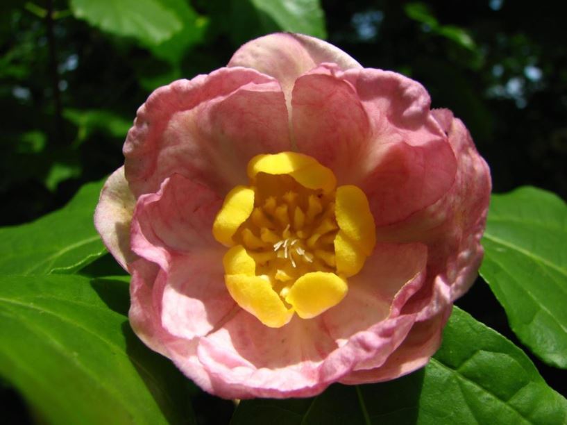 Sinocalycanthus chinensis - Chinese wax-shrub, Chinese-sweetshrub | The ...