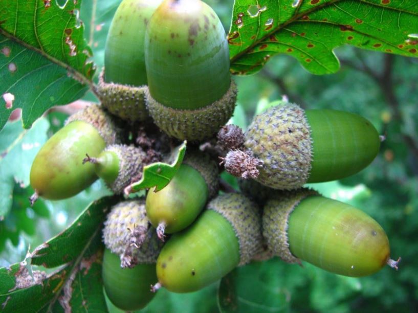 Quercus macranthera - Caucasian oak, Persian oak | The Dawes Arboretum