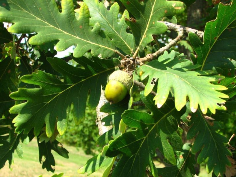 Quercus macranthera - Caucasian oak, Persian oak | The Dawes Arboretum