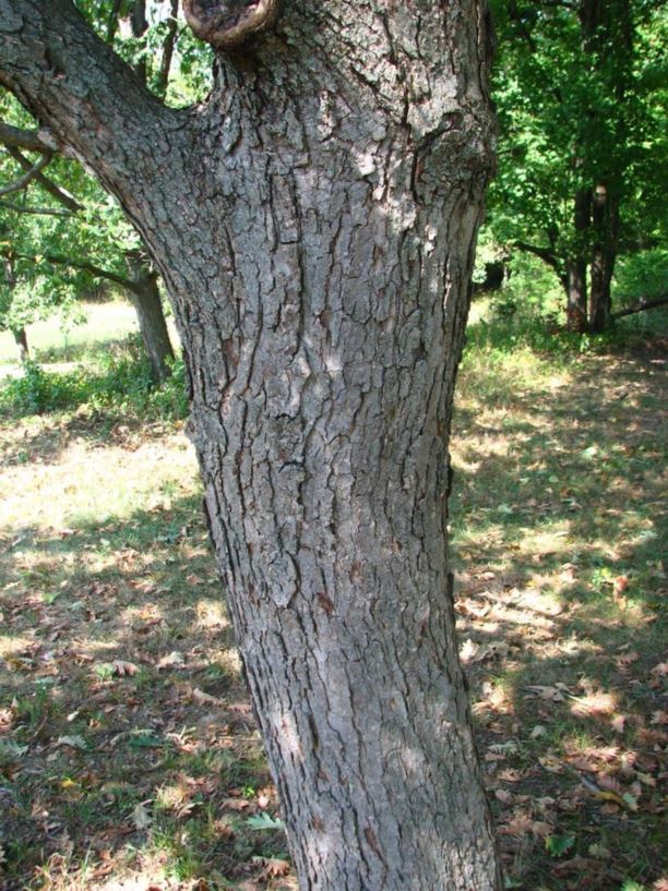 Quercus macranthera - Caucasian oak, Persian oak | The Dawes Arboretum