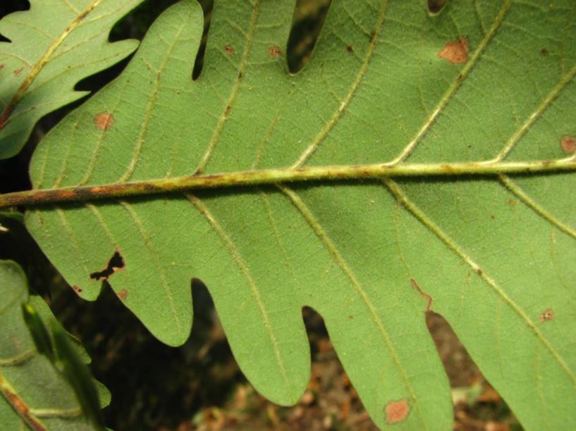 Quercus macranthera - Caucasian oak, Persian oak | The Dawes Arboretum