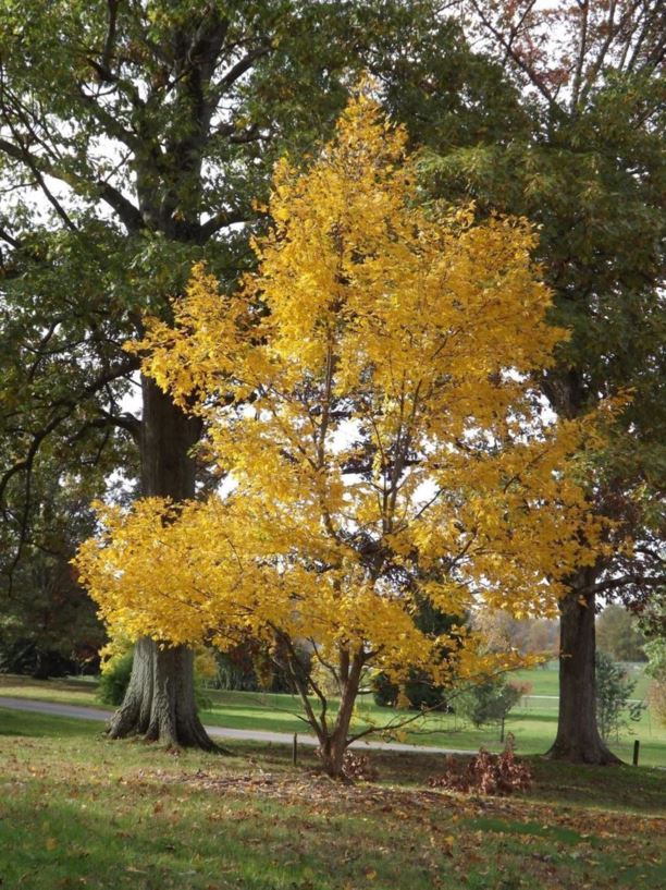 Acer miyabei - Miyabe maple | The Dawes Arboretum