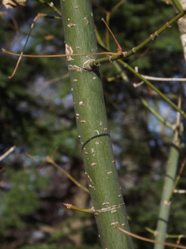Acer henryi - Henry maple | The Dawes Arboretum