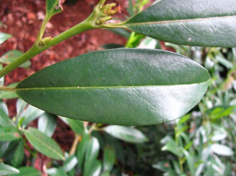 Prunus laurocerasus - cherry-laurel, laurel cherry, English-laurel ...