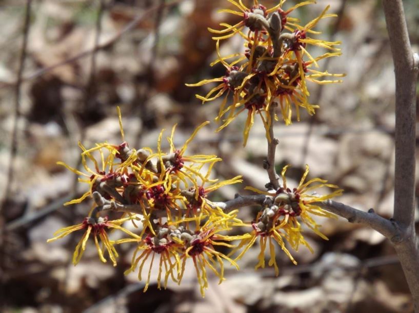 Hamamelis × intermedia 'Orange Beauty' - Orange Beauty hybrid witch ...
