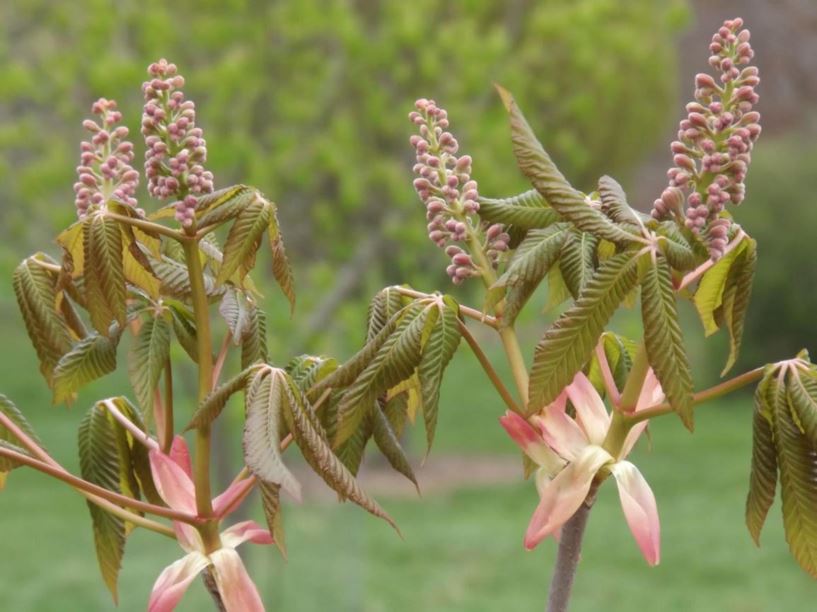Aesculus × mutabilis 'Harbisonii' - Harbison arboretum buckeye | The ...