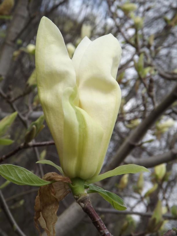 Magnolia 'Limelight' - Limelight magnolia | The Dawes Arboretum