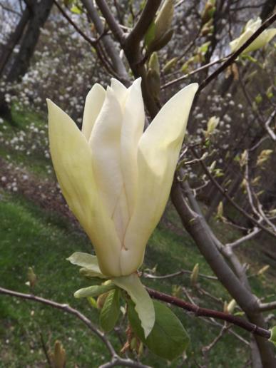 Magnolia 'Limelight' - Limelight magnolia | The Dawes Arboretum