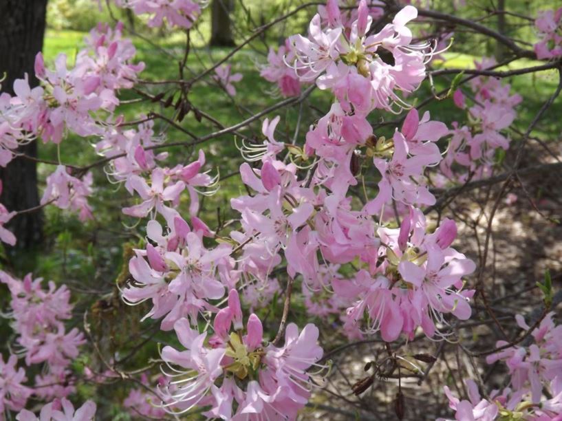 Rhododendron vaseyi - pinkshell azalea | The Dawes Arboretum