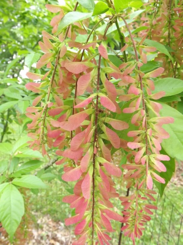 Acer henryi - Henry maple | The Dawes Arboretum