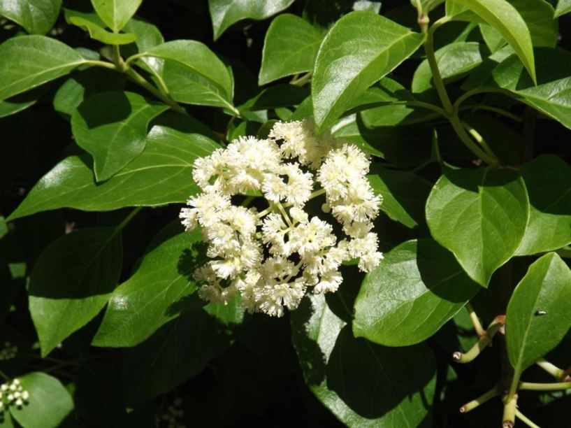 Decumaria barbara - wood-vamp, climbing-hydrangea | The Dawes Arboretum
