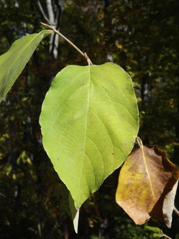 Sinowilsonia henryi - sinowilsonia, Henry Wilson tree | The Dawes Arboretum