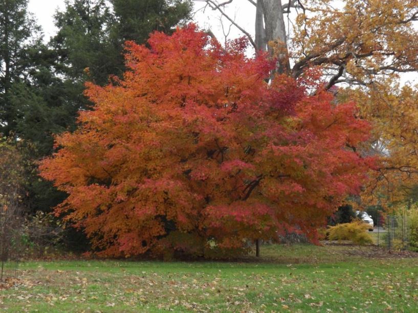Acer pseudosieboldianum - purplebloom maple, Korean maple | The Dawes ...