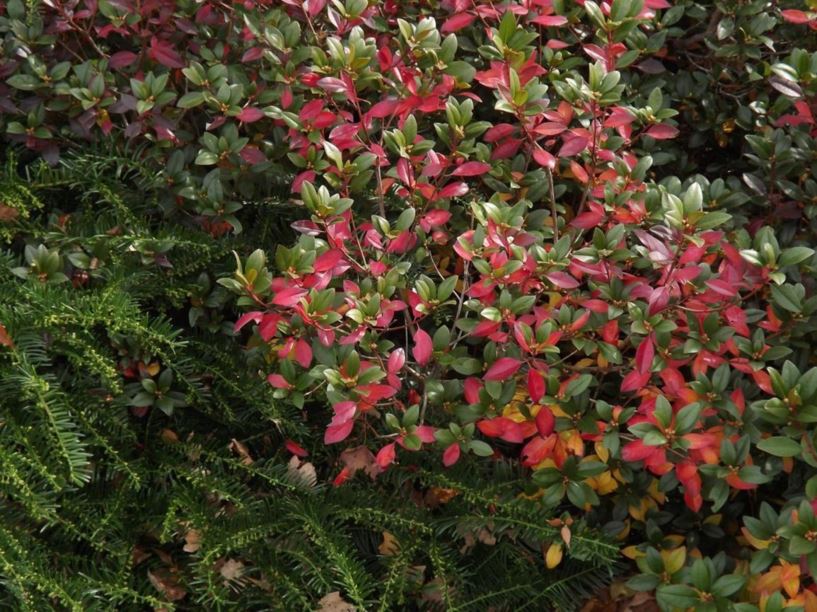 Rhododendron 'Olga Mezitt' - Olga Mezitt rhododendron | The Dawes Arboretum