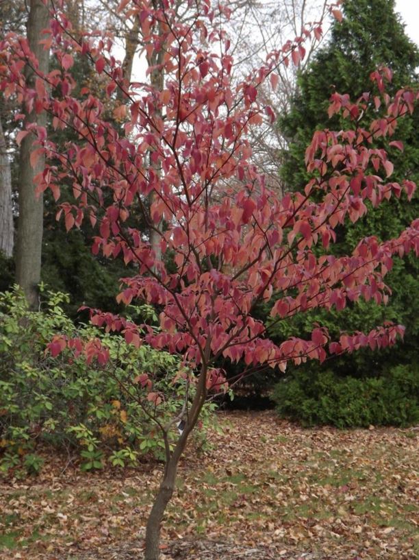 Cornus controversa 'June Snow-JFS' June Snow™ - June Snow™ giant ...