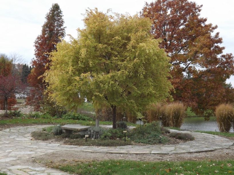 Ulmus parvifolia 'Golden Rey' - Golden Rey Chinese elm | The Dawes ...